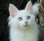 15 Ciri ciri Kucing Berhasil Kawin dan Hamil - ArenaHewan.com