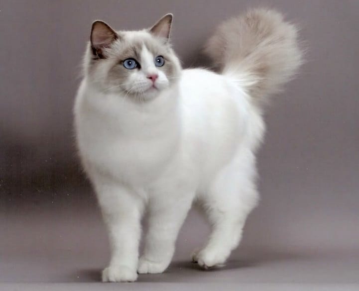 12 Ciri-Ciri Kucing Anggora Asli Yang Wajib Kamu Ketahui - ArenaHewan.com