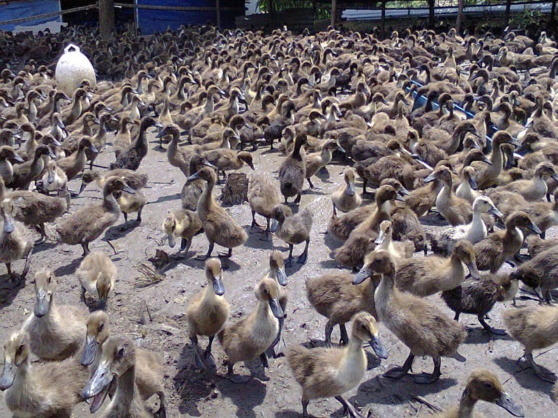 Budidaya Bebek Pedaging Mudah Menghasilkan - ArenaHewan.com