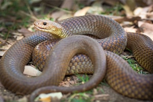 Jenis - Jenis Ular Berbisa Di Dunia - ArenaHewan.com