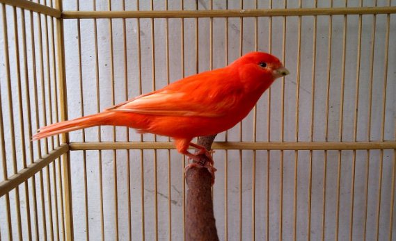 10 Cara Merawat Burung Kenari di Musim Hujan - ArenaHewan.com