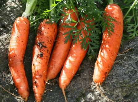 Manfaat Wortel Untuk Kenari Yang Baik Bagi Kesehatannya - ArenaHewan.com