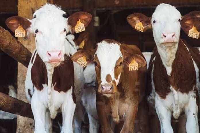 Cara Memilih Bibit Sapi Yang Baik Dan Benar - ArenaHewan.com