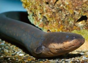 Jenis Belut Laut yang Bisa Dimakan dan Memiliki Rasa Lezat - ArenaHewan.com