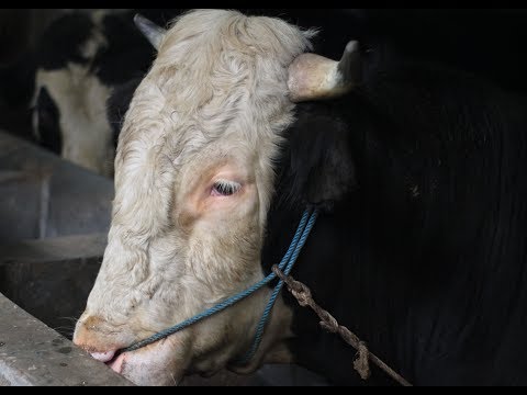 Cara Penanganan Gangguan Reproduksi Pada Sapi Yang Menganggu ...