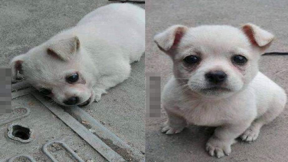 Jenis Jamur pada Kulit Anjing - ArenaHewan.com