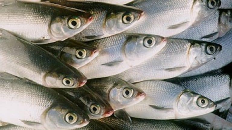 8 Cara Budidaya Bandeng Organik - ArenaHewan.com