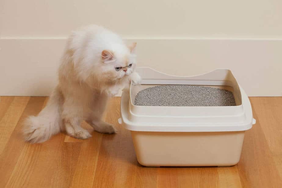 9 Jenis Toilet untuk Kucing - ArenaHewan.com