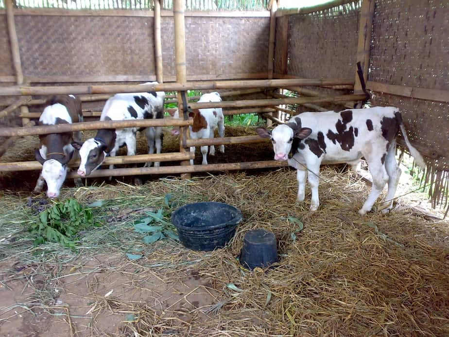 6 Jenis Pakan Untuk Anak Sapi Perah Banyak Nutrisi - ArenaHewan.com 6 Jenis Pakan Untuk Anak Sapi Perah Banyak Nutrisi - ArenaHewan.com