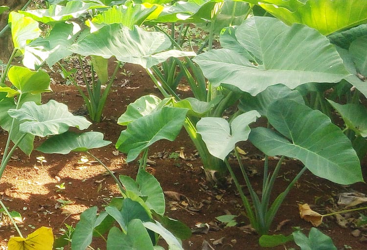 10 Manfaat Tangkai Daun Talas untuk Luka Hewan Ternak - ArenaHewan.com