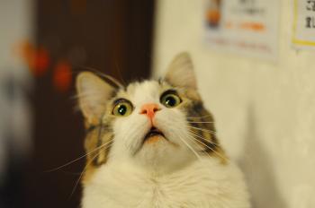 Tanda Kucing Ketakutan - ArenaHewan.com