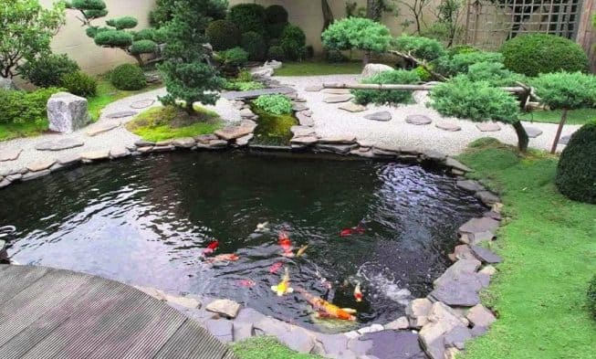 6 Kelebihan Memelihara Ikan Di Kolam Yang Perlu Diperhatikan ...