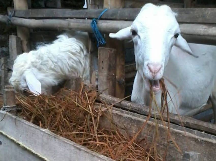 6 Cara Membuat Kambing Doyan Makan Pakan Fermentasi - ArenaHewan.com