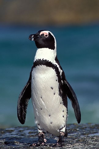 17 Jenis-Jenis Penguin di Dunia dan Ciri-cirinya - ArenaHewan.com