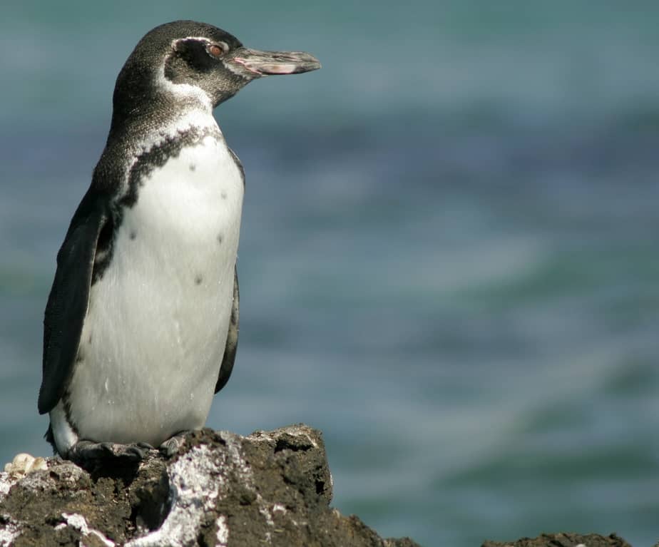 17 Jenis-Jenis Penguin di Dunia dan Ciri-cirinya - ArenaHewan.com