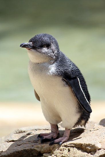 17 Jenis-Jenis Penguin di Dunia dan Ciri-cirinya - ArenaHewan.com