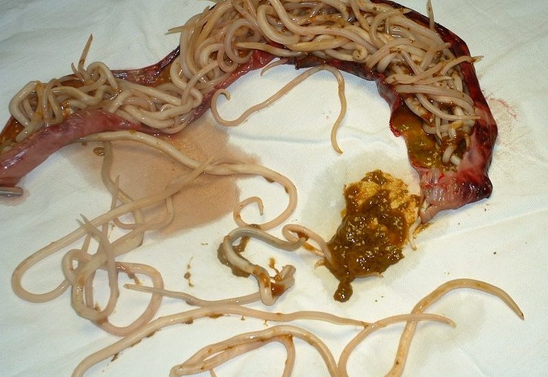 Jenis Penyakit Sapi Beserta Pencegahan dan Pengobatannya