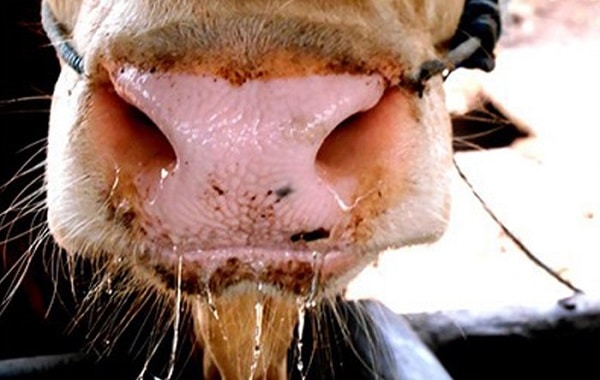 8 Jenis Penyakit Sapi Beserta Pencegahan dan Pengobatannya - ArenaHewan.com