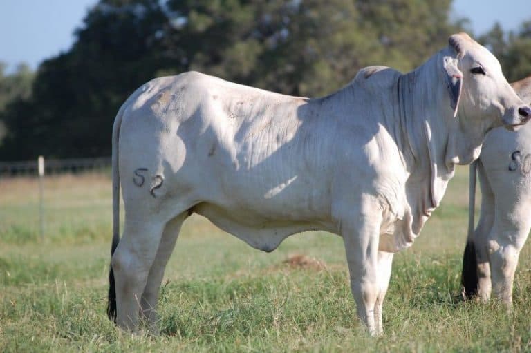 10 Jenis Sapi Potong dengan Kualitas Daging Unggulan - ArenaHewan.com