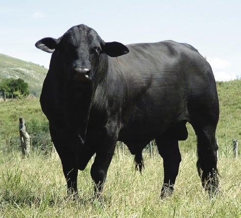 10 Jenis Sapi Potong dengan Kualitas Daging Unggulan - ArenaHewan.com