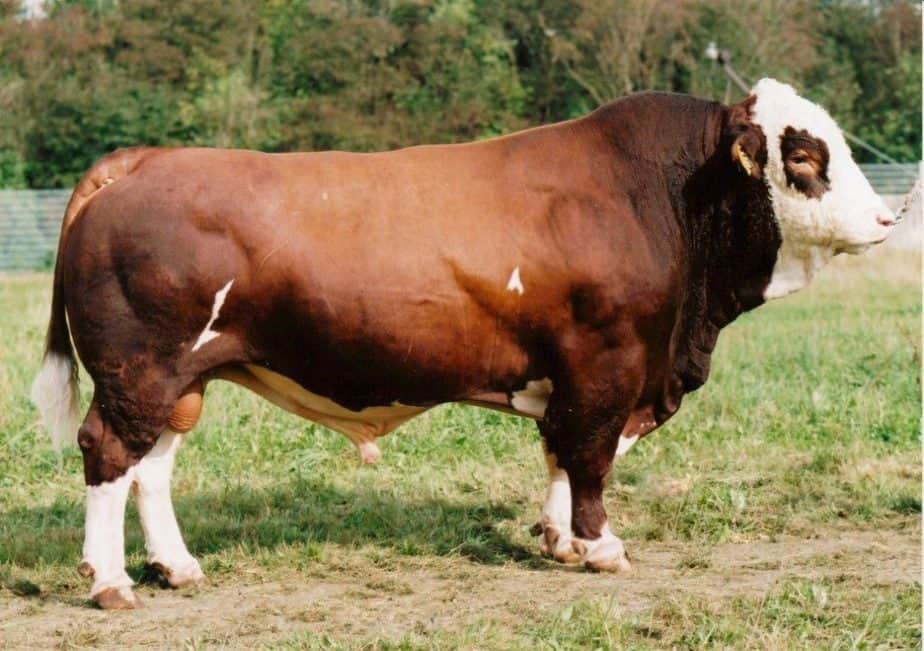 10 Jenis Sapi Potong dengan Kualitas Daging Unggulan - ArenaHewan.com