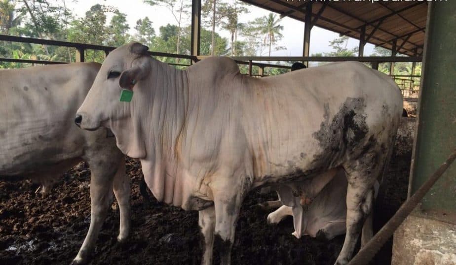 10 Jenis Sapi Potong dengan Kualitas Daging Unggulan - ArenaHewan.com