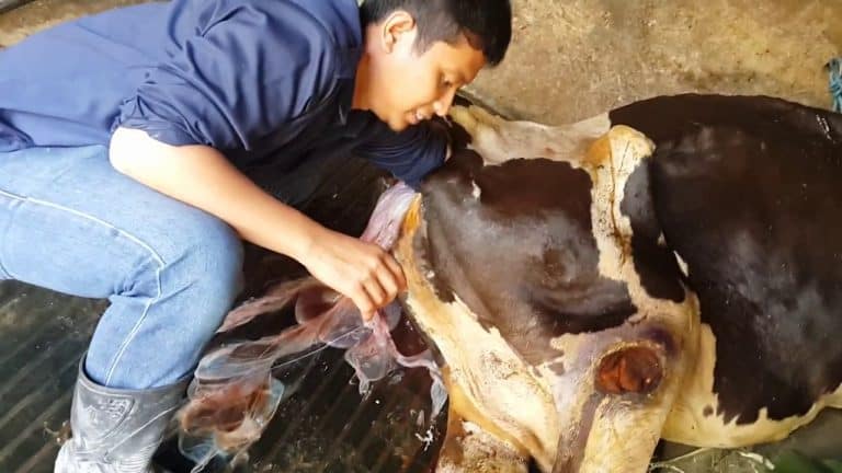 Distokia Pada Sapi : Penyebab, Gejala dan Penanganan - ArenaHewan.com
