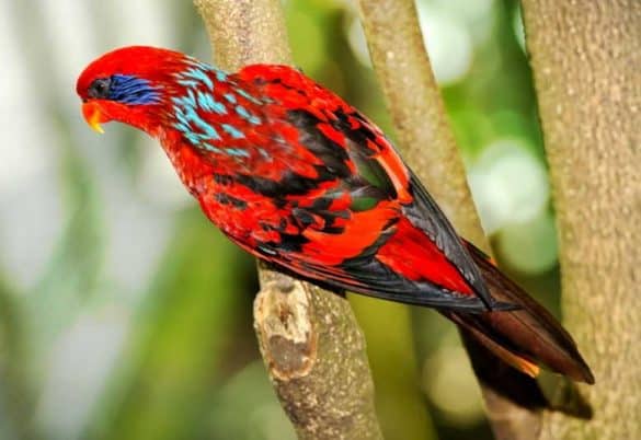 7 Ciri-Ciri Burung Nuri yang Mudah Untuk Diketahui - ArenaHewan.com