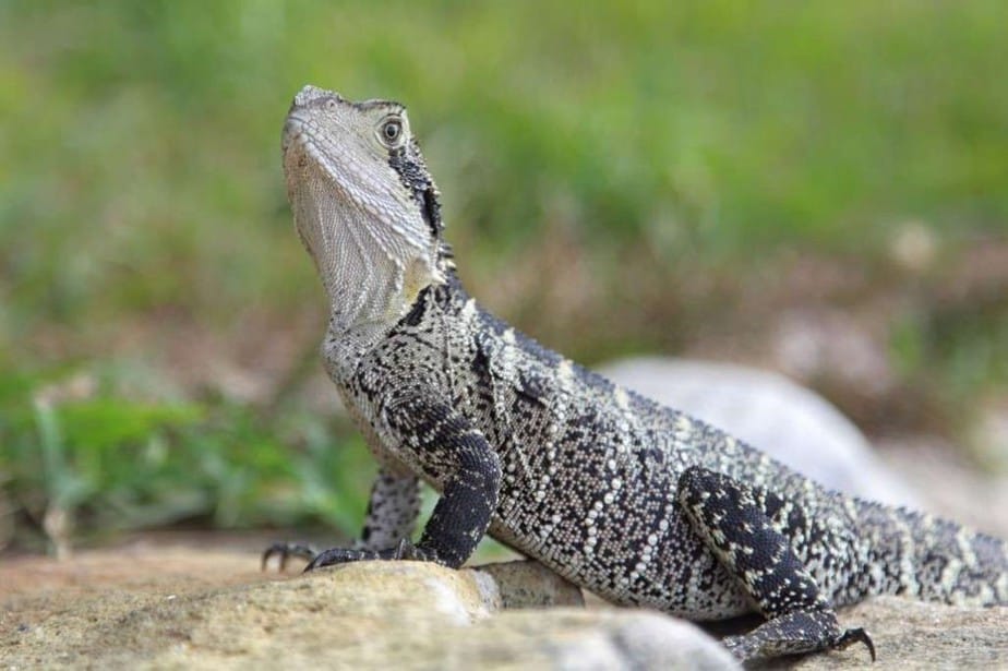 10 Jenis Kadal Peliharaan di Rumah - ArenaHewan.com