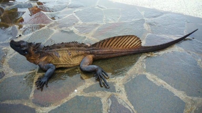 10 Jenis Kadal Peliharaan di Rumah - ArenaHewan.com