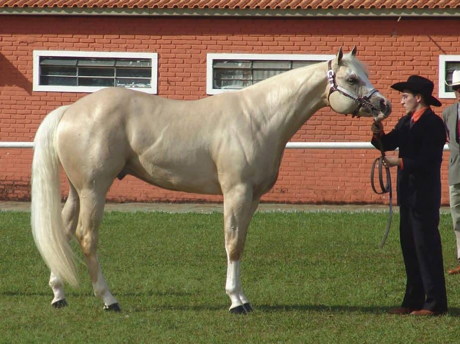 21 Jenis Kuda yang Ada Di Seluruh Dunia - ArenaHewan.com