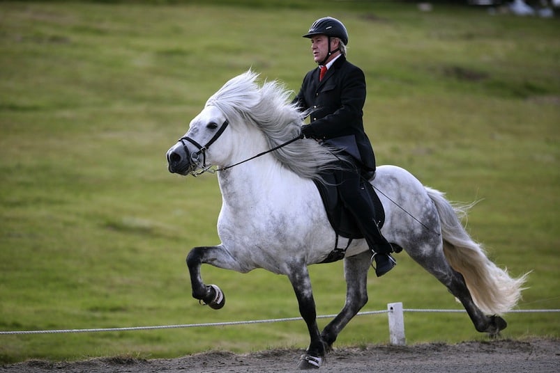 21 Jenis Kuda yang Ada Di Seluruh Dunia - ArenaHewan.com