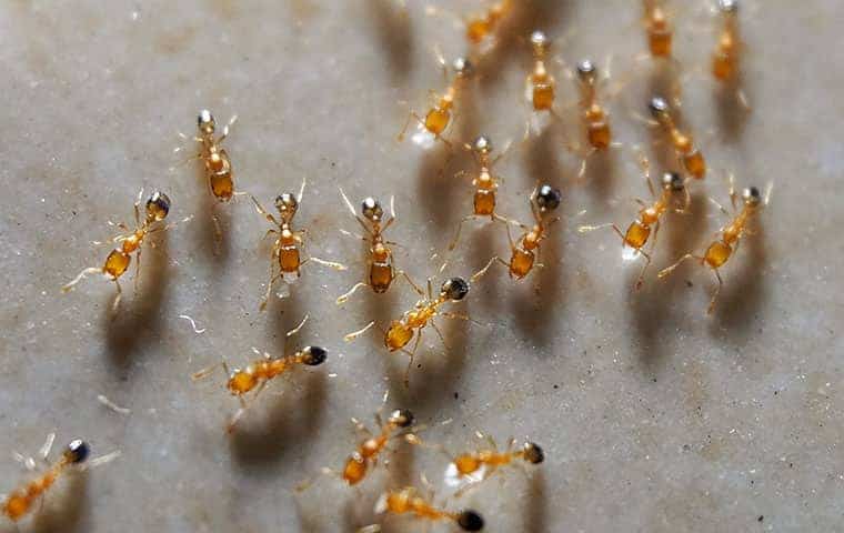 4 Jenis Semut Rumahan yang Perlu Dikenali - ArenaHewan.com