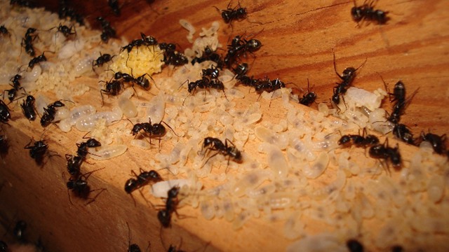 4 Jenis Semut Rumahan yang Perlu Dikenali - ArenaHewan.com