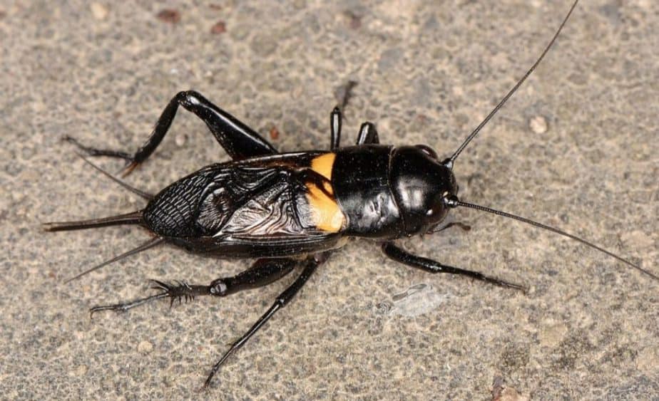 8 Jenis Jangkrik yang Sering Ditemukan - ArenaHewan.com