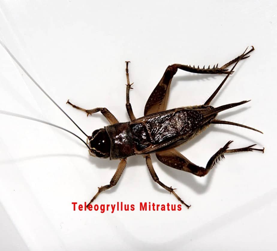 8 Jenis Jangkrik yang Sering Ditemukan - ArenaHewan.com