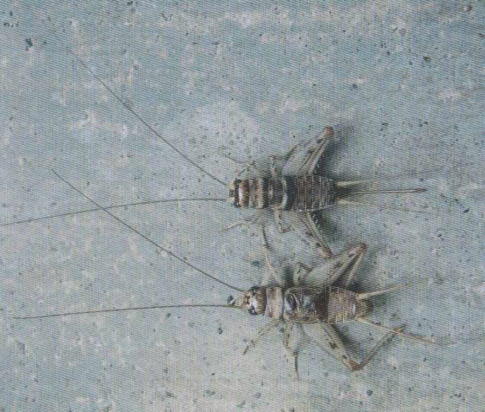 8 Jenis Jangkrik yang Sering Ditemukan - ArenaHewan.com