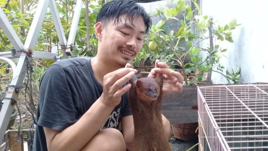 Garangan Jawa: Ciri - Makanan - Cara Menjinakan - ArenaHewan.com