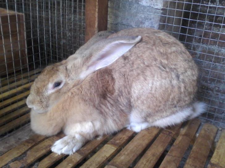 9 Jenis Kelinci Termahal di Dunia - ArenaHewan.com