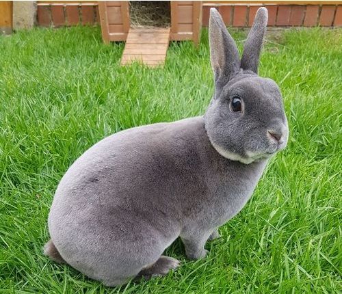 9 Jenis Kelinci Termahal di Dunia - ArenaHewan.com