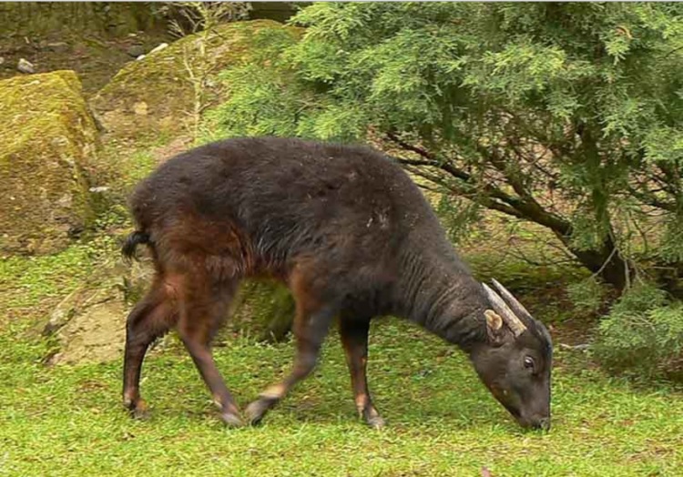 Perbedaan Anoa Dan Kerbau Dari Berbagai Sisi - ArenaHewan.com