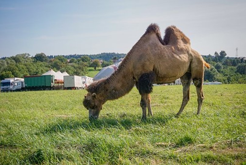 3 Jenis Unta di Dunia yang Masih Eksis Hingga Saat Ini - ArenaHewan.com
