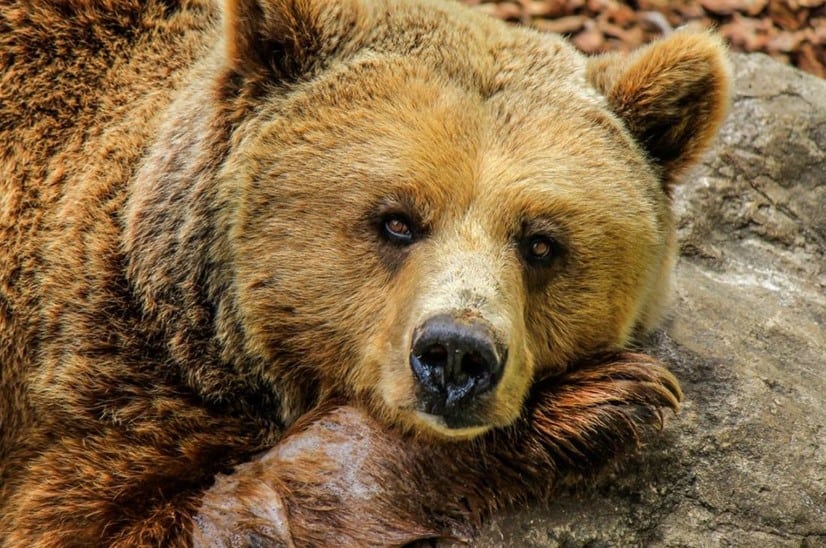 8 Jenis-Jenis Beruang Yang Masih Tersisa Di Dunia Saat Ini - ArenaHewan.com