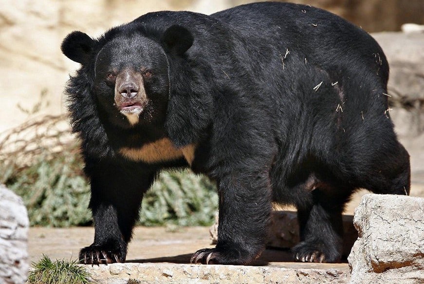 8 Jenis-Jenis Beruang Yang Masih Tersisa Di Dunia Saat Ini - ArenaHewan.com