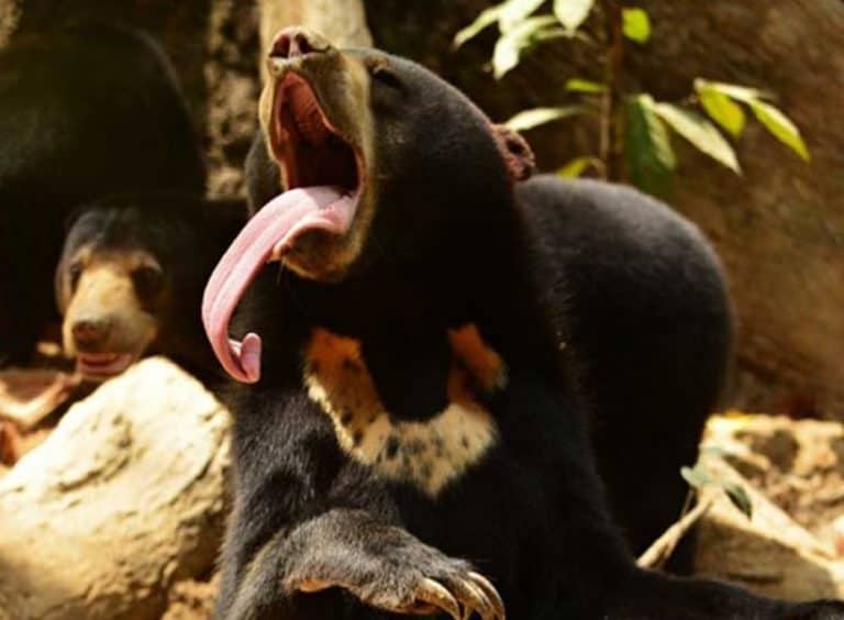 8 Jenis-Jenis Beruang Yang Masih Tersisa Di Dunia Saat Ini - ArenaHewan.com