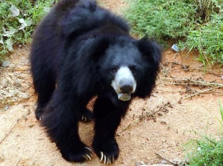 8 Jenis-Jenis Beruang Yang Masih Tersisa Di Dunia Saat Ini - ArenaHewan.com