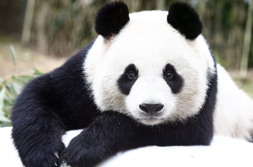 8 Jenis-Jenis Beruang Yang Masih Tersisa Di Dunia Saat Ini - ArenaHewan.com