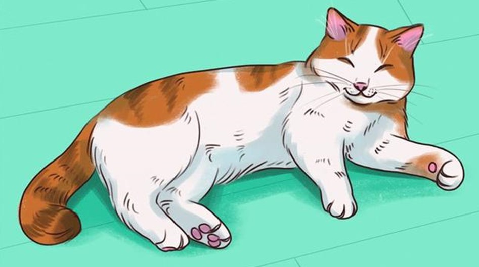 6 Arti Posisi Tidur Kucing yang Harus Dikenali - ArenaHewan.com 6 Arti Posisi Tidur Kucing yang Harus Dikenali - ArenaHewan.com