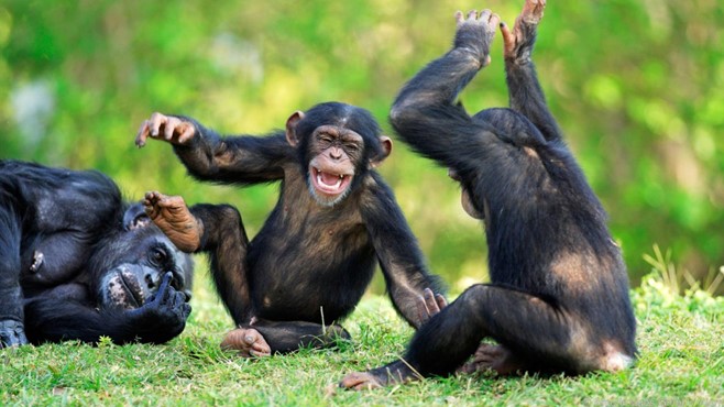 10 Hewan Terpintar Di Dunia yang Mudah Dilatih - ArenaHewan.com