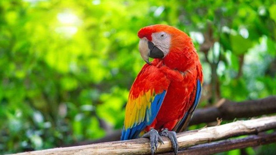 11 Jenis Burung Peliharaan Yang Cocok Untuk Orang Tua - ArenaHewan.com